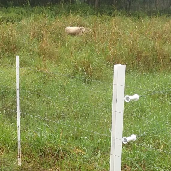 Rigid PVC H-POST - Timeless Fence System