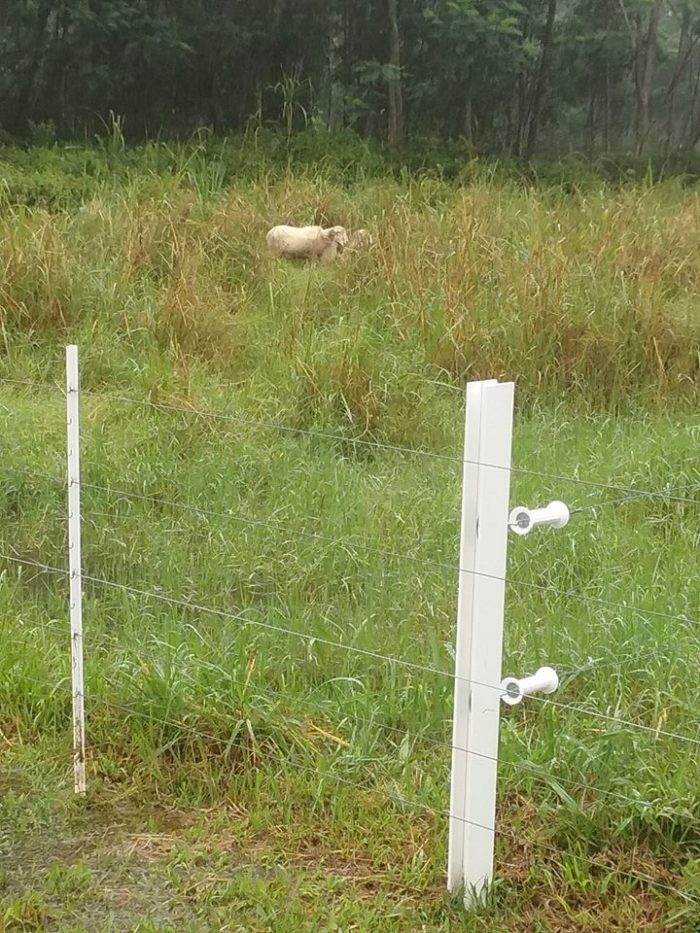 Rigid PVC H-POST - Timeless Fence System