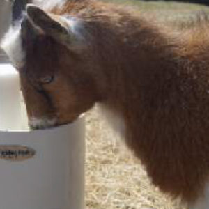 Timeless Fence System | Ultimate Drinking Post Waterers