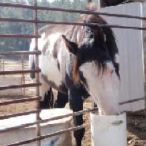 Timeless Fence System | Ultimate Drinking Post Waterers