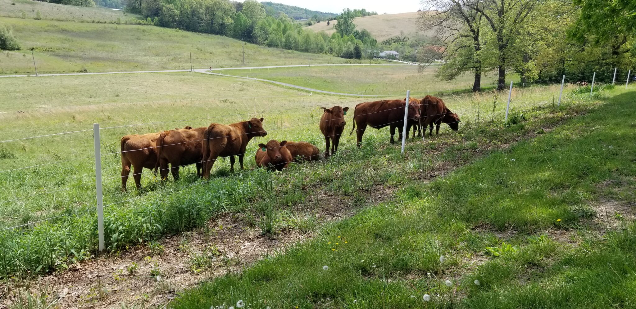 Upgrade Your Electric Fence - Timeless Fence System